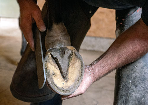 Maintaining A Healthier Hoof — The Hitching Post Tack Shop