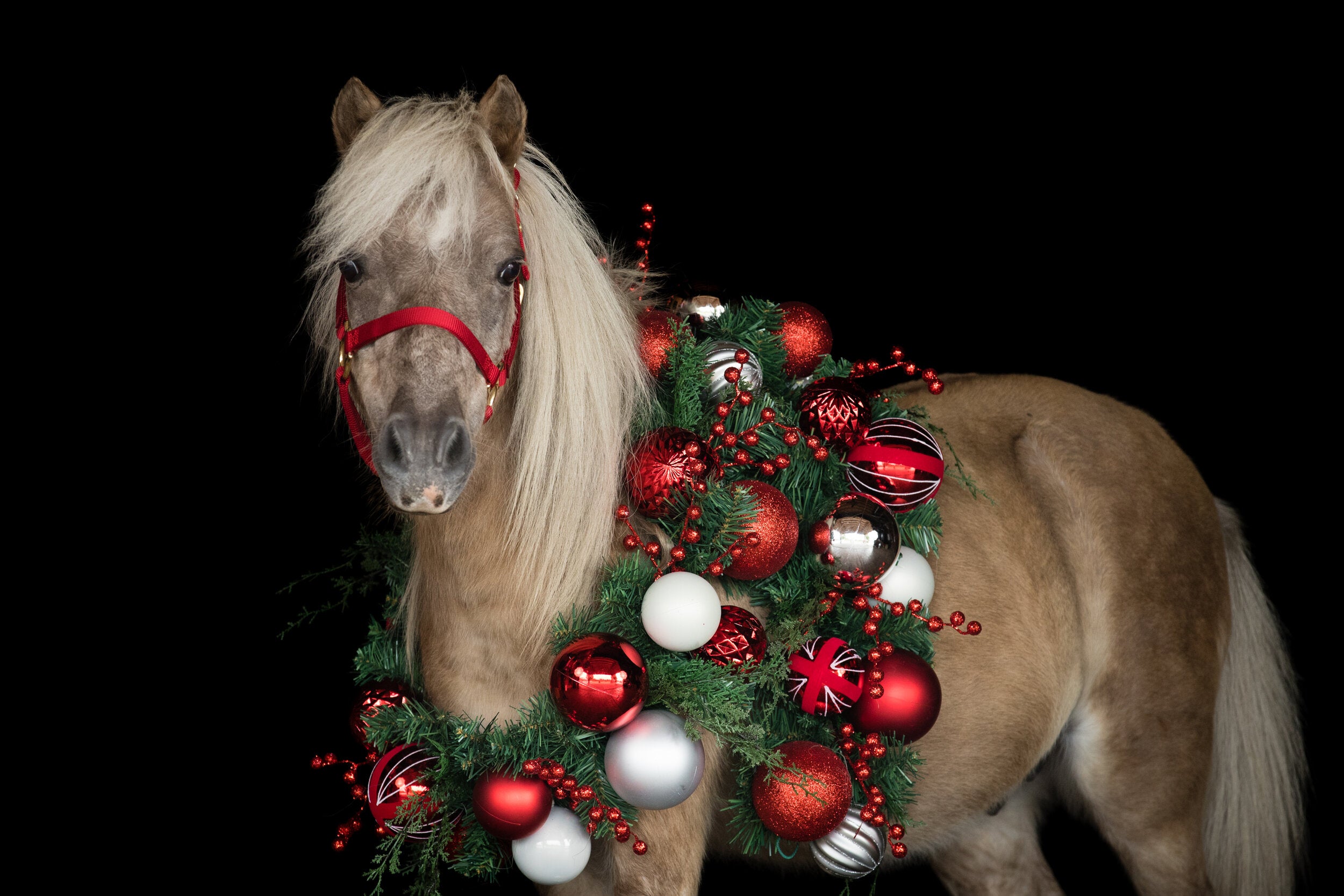 The Hitching Post Tack Shop